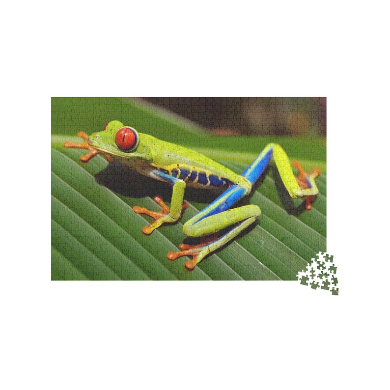 1000 Piece Jigsaw Puzzle for Adults : Red-eyed Tree Frog in - Etsy