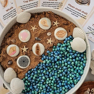 Seashells of Britain, Painted Pebbles , Nature, Shell Illustrations ...