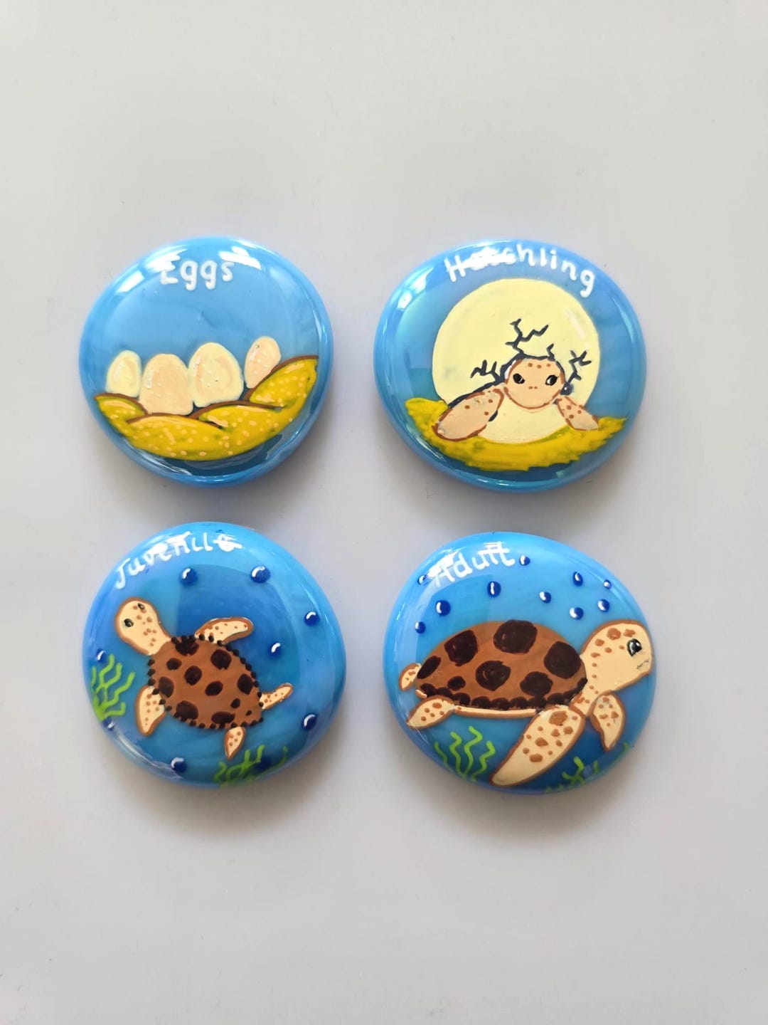 Turtle Life Cycle Painted Pebbles, Sea Life, Ocean, Biology, Early ...