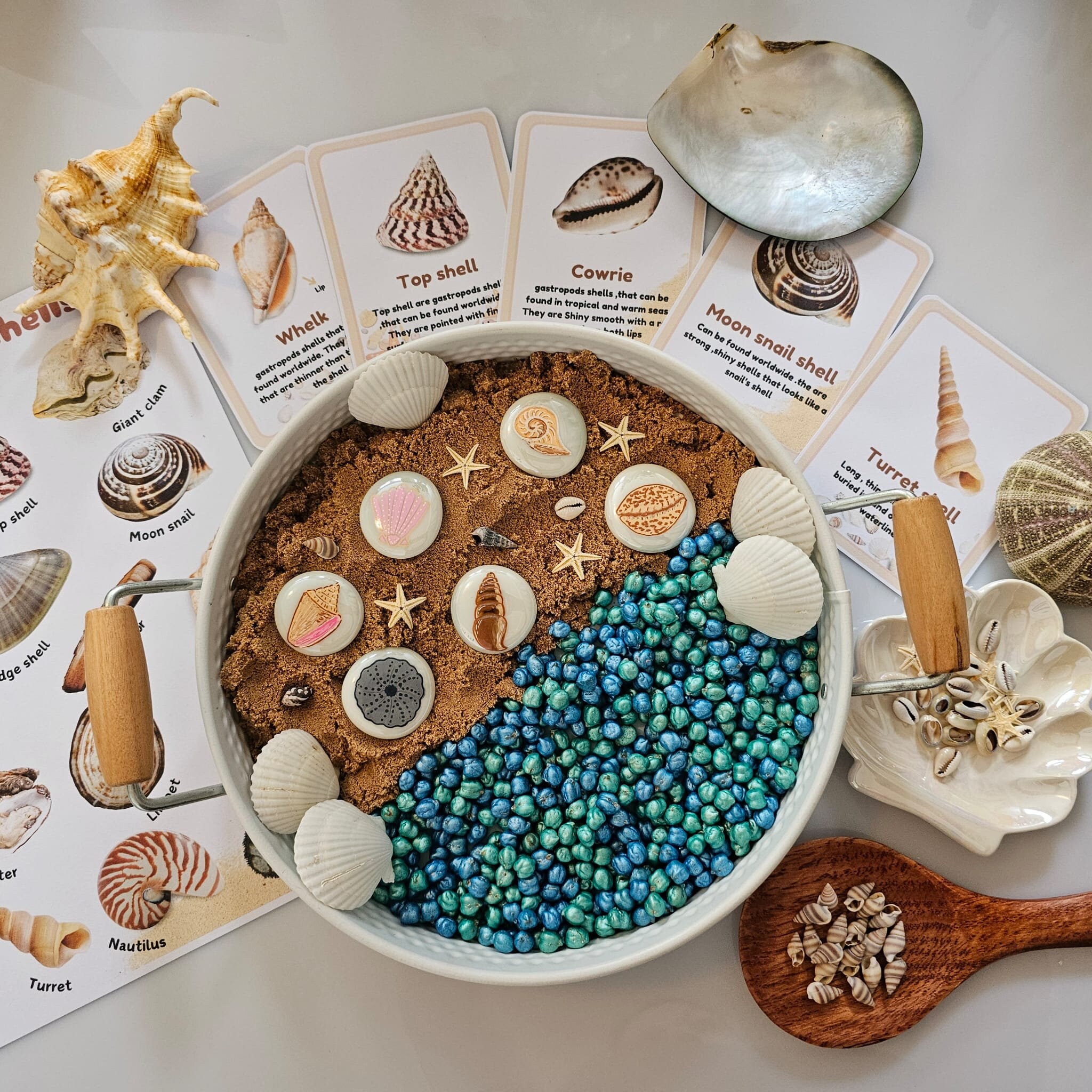Seashells of Britain Painted Pebble Set, Beach Scavenger Hunt - Etsy UK