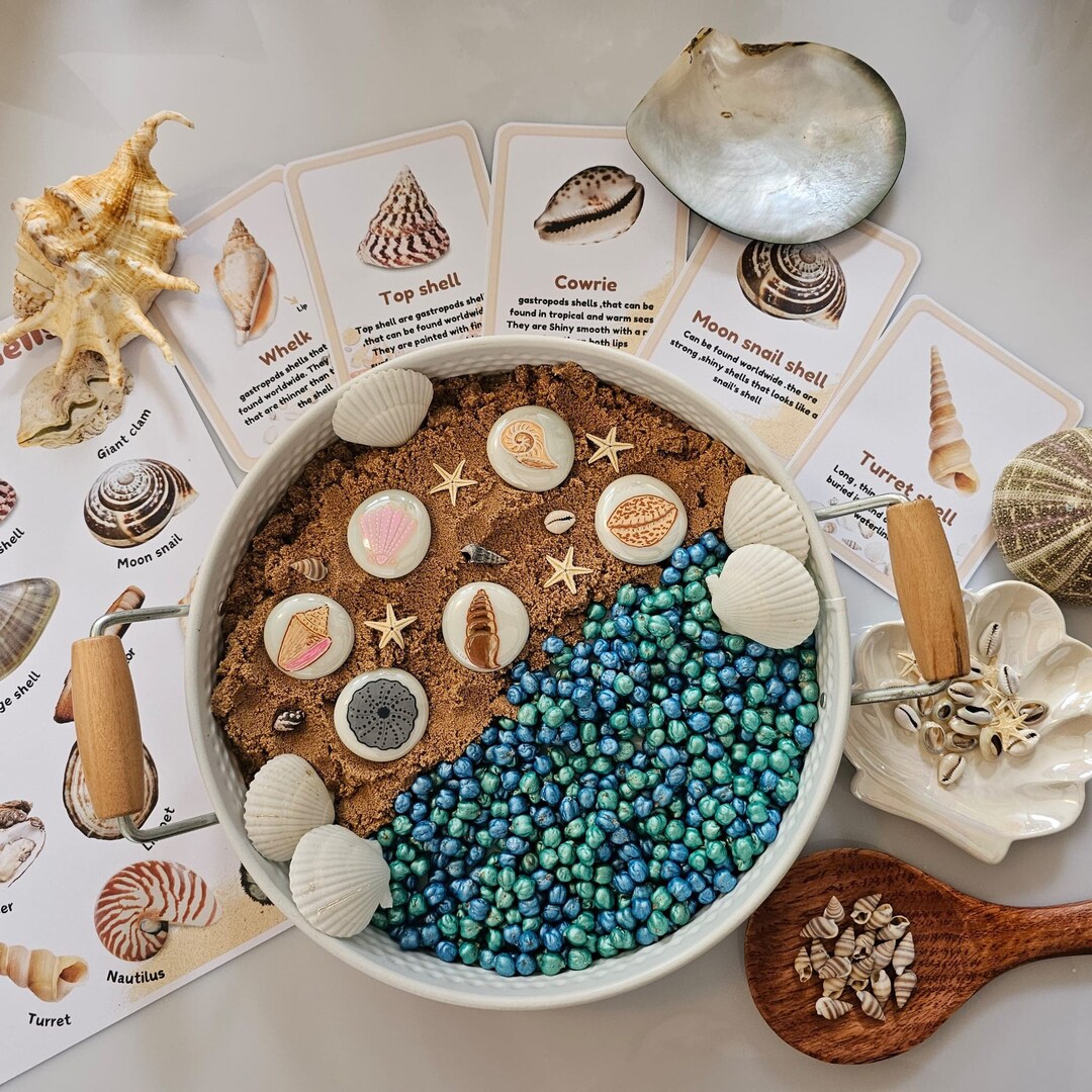 Seashells of Britain, Painted Pebbles , Nature, Shell Illustrations ...