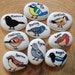 Bird Species Pebbles . British Birds. Garden . Uk Birdwatching Weekend ...