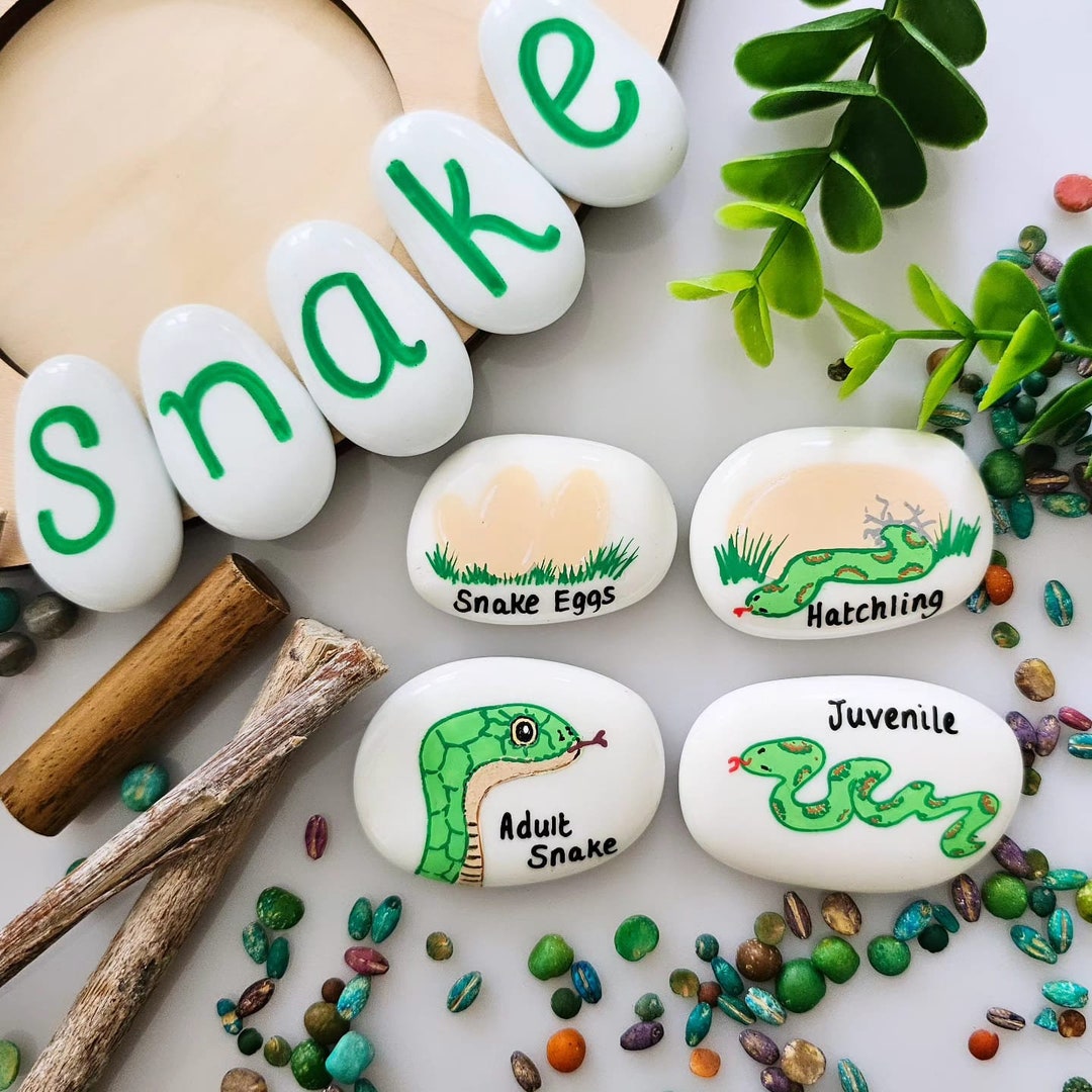 Snake Life Cycle Painted Pebbles, Nature, Wildlife, Snake Species ...