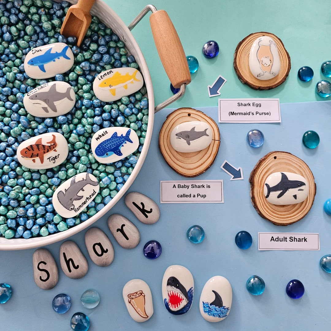 Shark Painted Pebbles , Loose Parts Eyfs Play, Life Cycle, Shark ...
