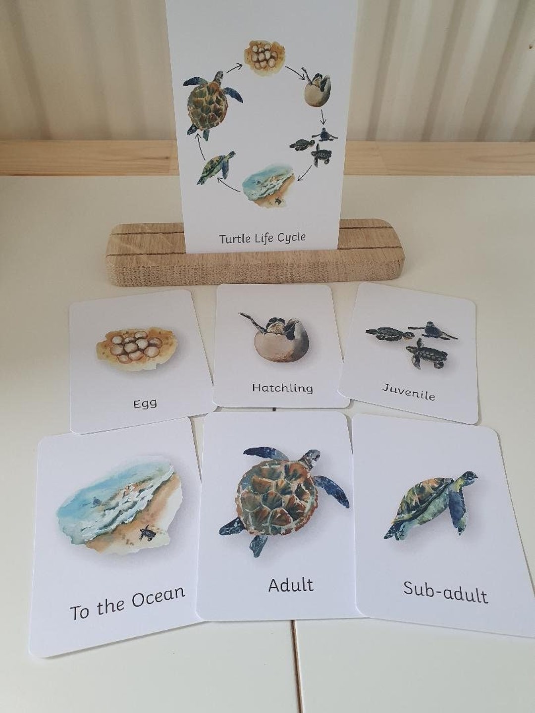 Turtle Life Cycle Flashcards - Etsy