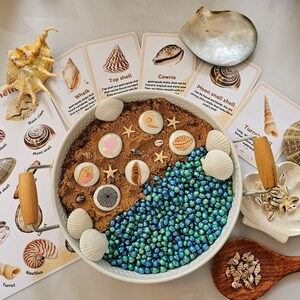 Seashells of Britain, Painted Pebbles , Nature, Shell Illustrations ...
