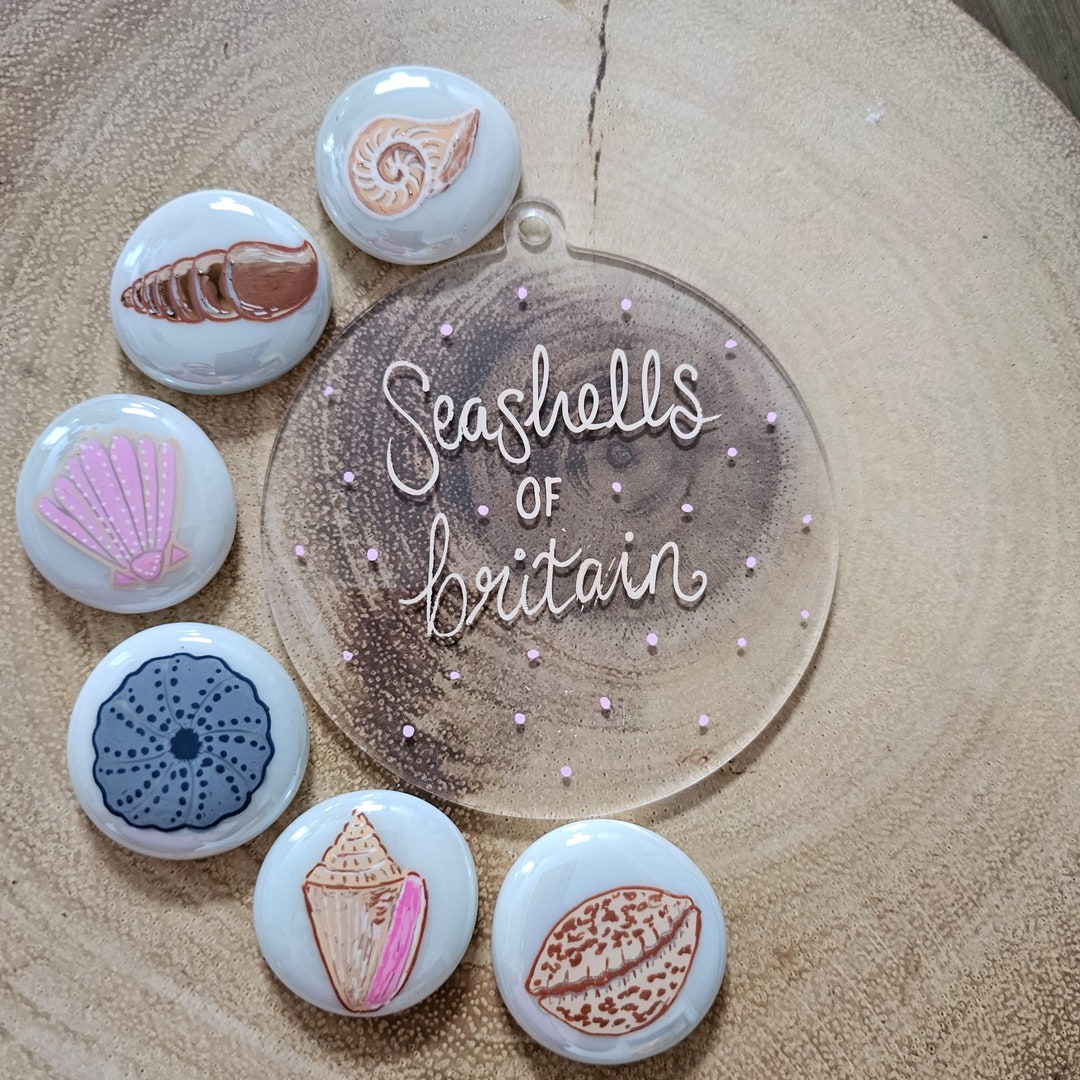 Seashells of Britain, Painted Pebbles , Nature, Shell Illustrations ...