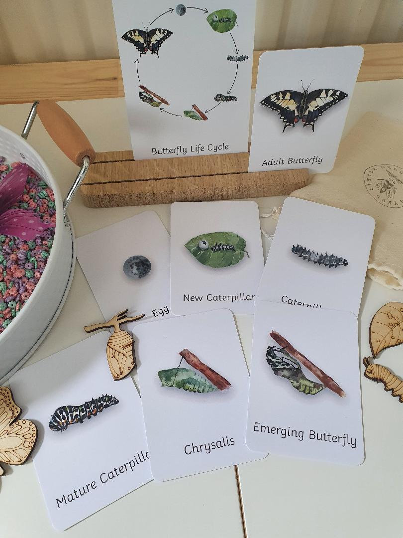 Butterfly Life Cycle Flashcards at Alannah Macquarie blog