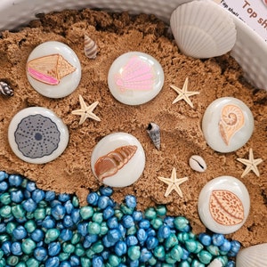 Seashells of Britain, Painted Pebbles , Nature, Shell Illustrations ...