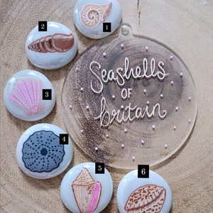 Seashells of Britain, Painted Pebbles , Nature, Shell Illustrations ...