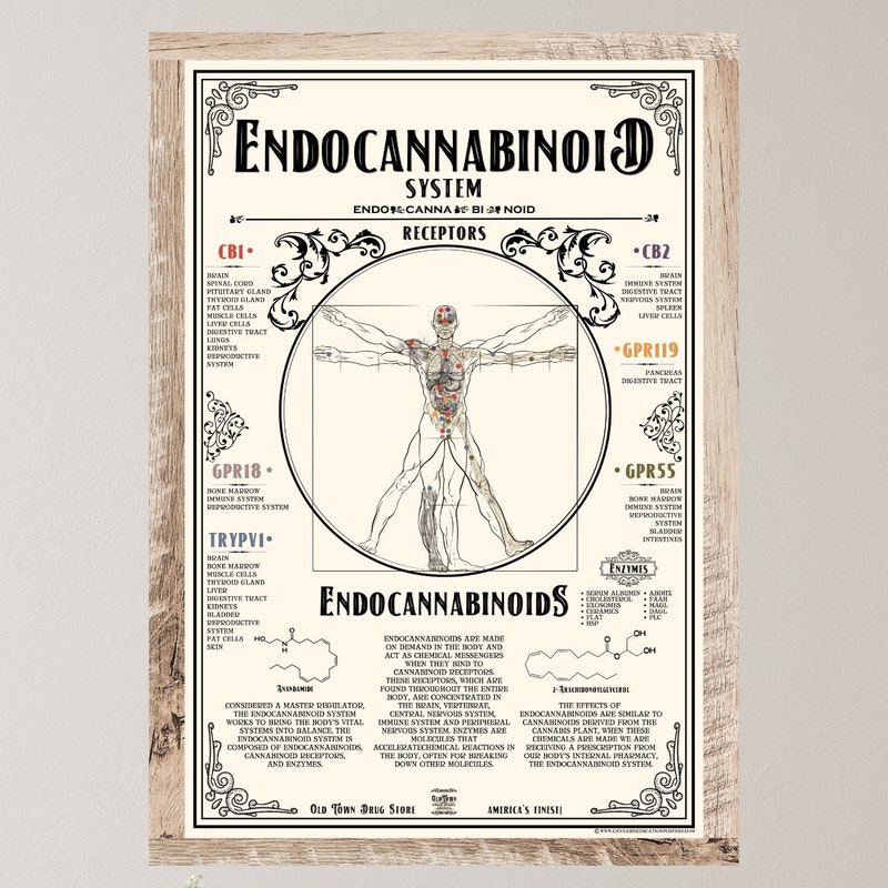 CannabisEduPosters - Etsy