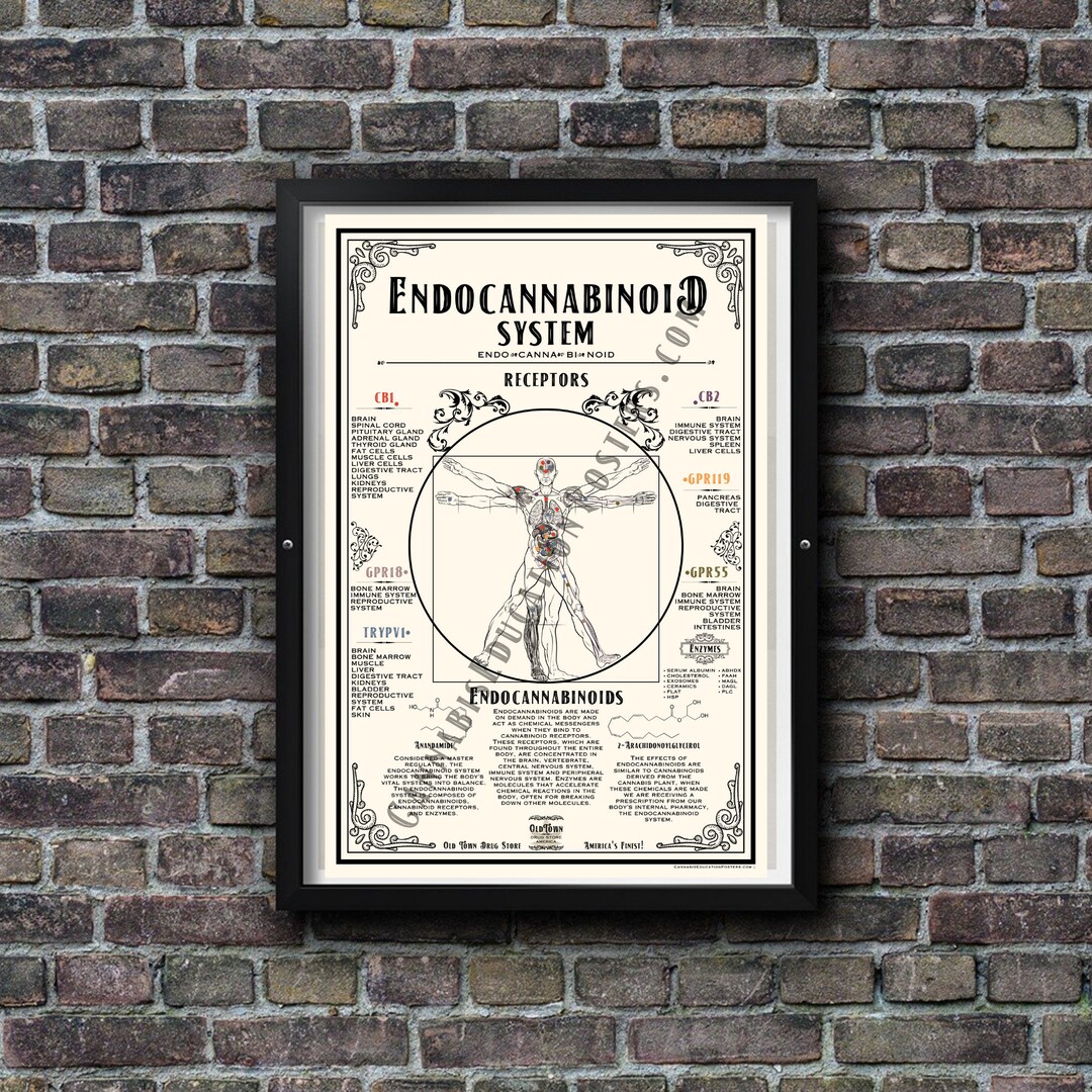 24 X 36 Inch Endocannabinoid System Cannabis Education Poster - Etsy