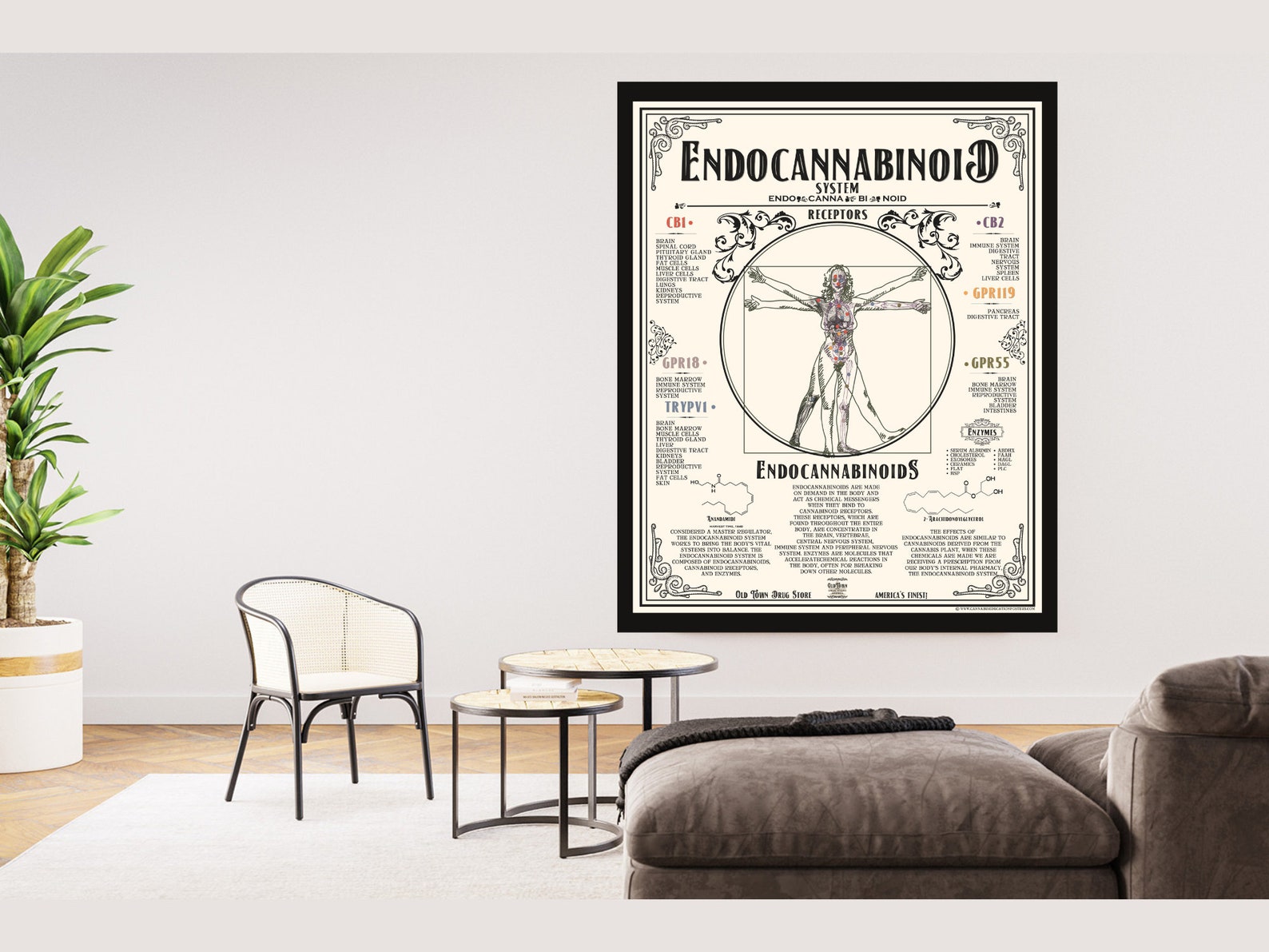 48 X 60 Inch Endocannabinoid System Cannabis Woman Cannabis Education ...