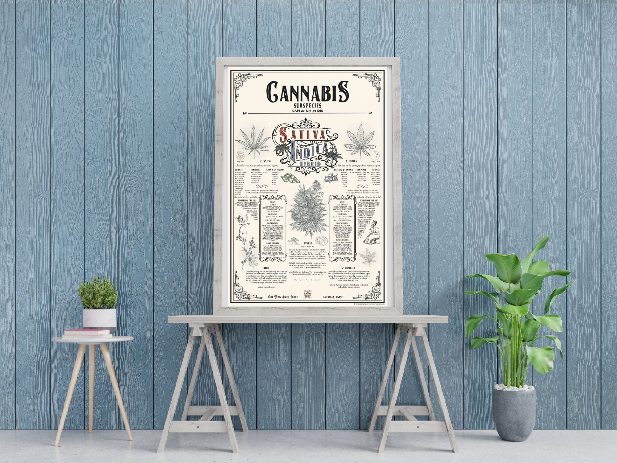 24 X 36 Inch 'cannabis Subspecies' Cannabis Types Cannabis Education ...