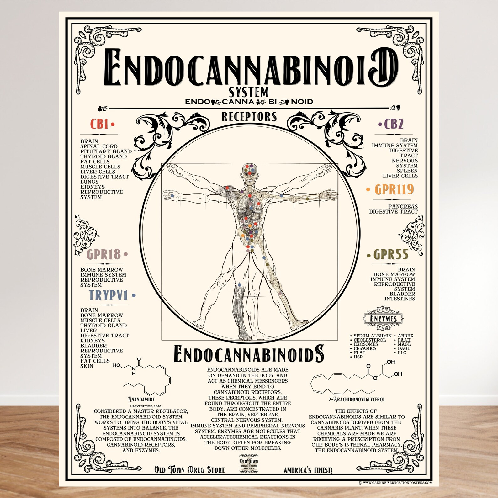 18 X 24 Inch Set of 3 Cannabis Education Posters Cannabinoids Terpenes ...