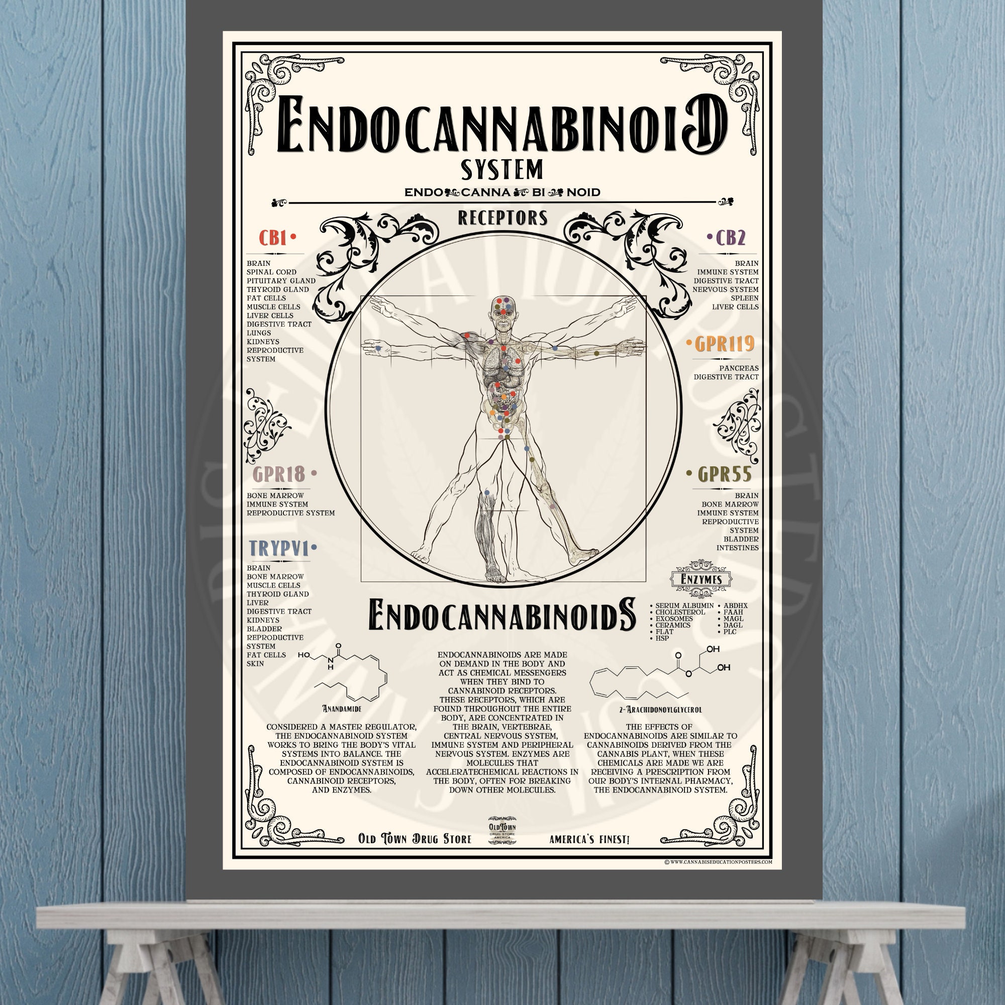 24 X 36 Inch Set of 3 Cannabis Education Posters - Etsy