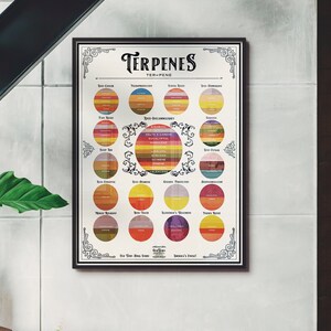18 X 24 Inch Terpenes Cannabis Education Poster | Etsy