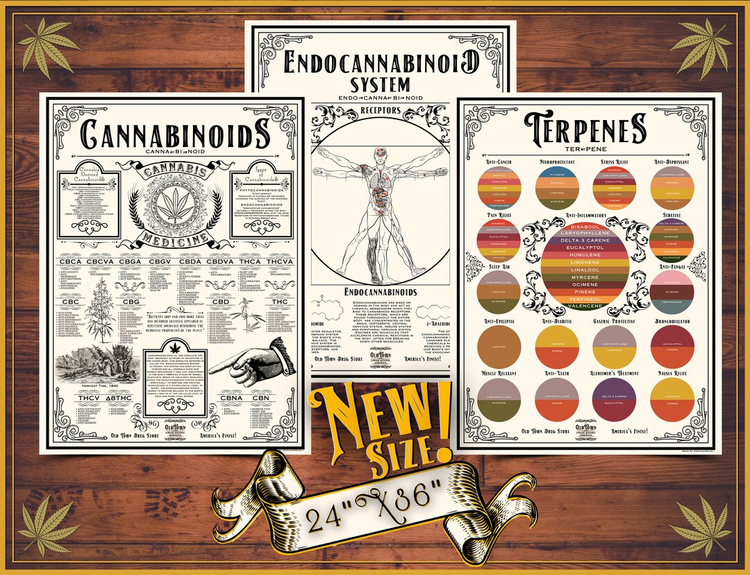 24 X 36 Inch Set of 3 Cannabis Education Posters - Etsy