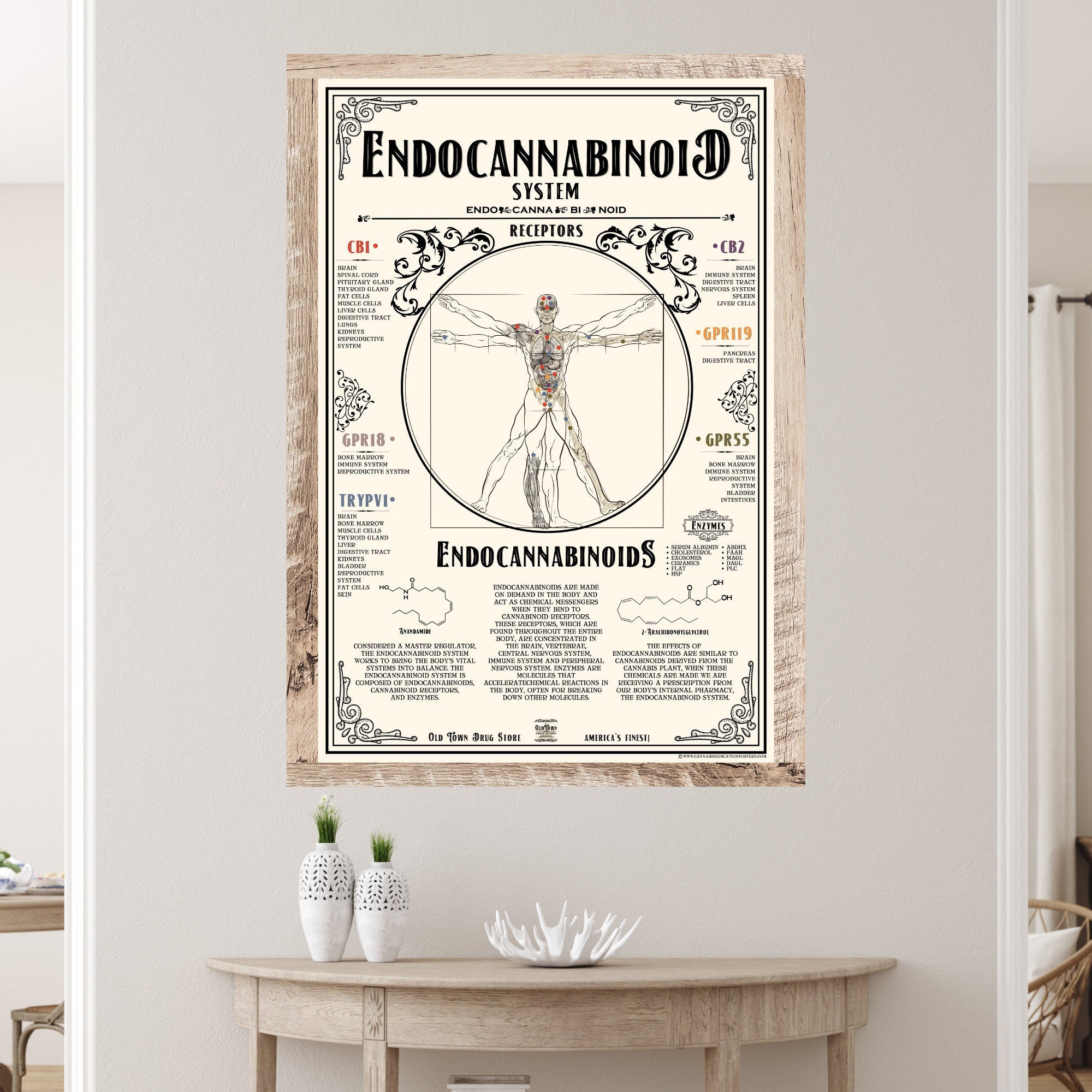24 X 36 Inch Endocannabinoid System Cannabis Man Cannabis Education ...
