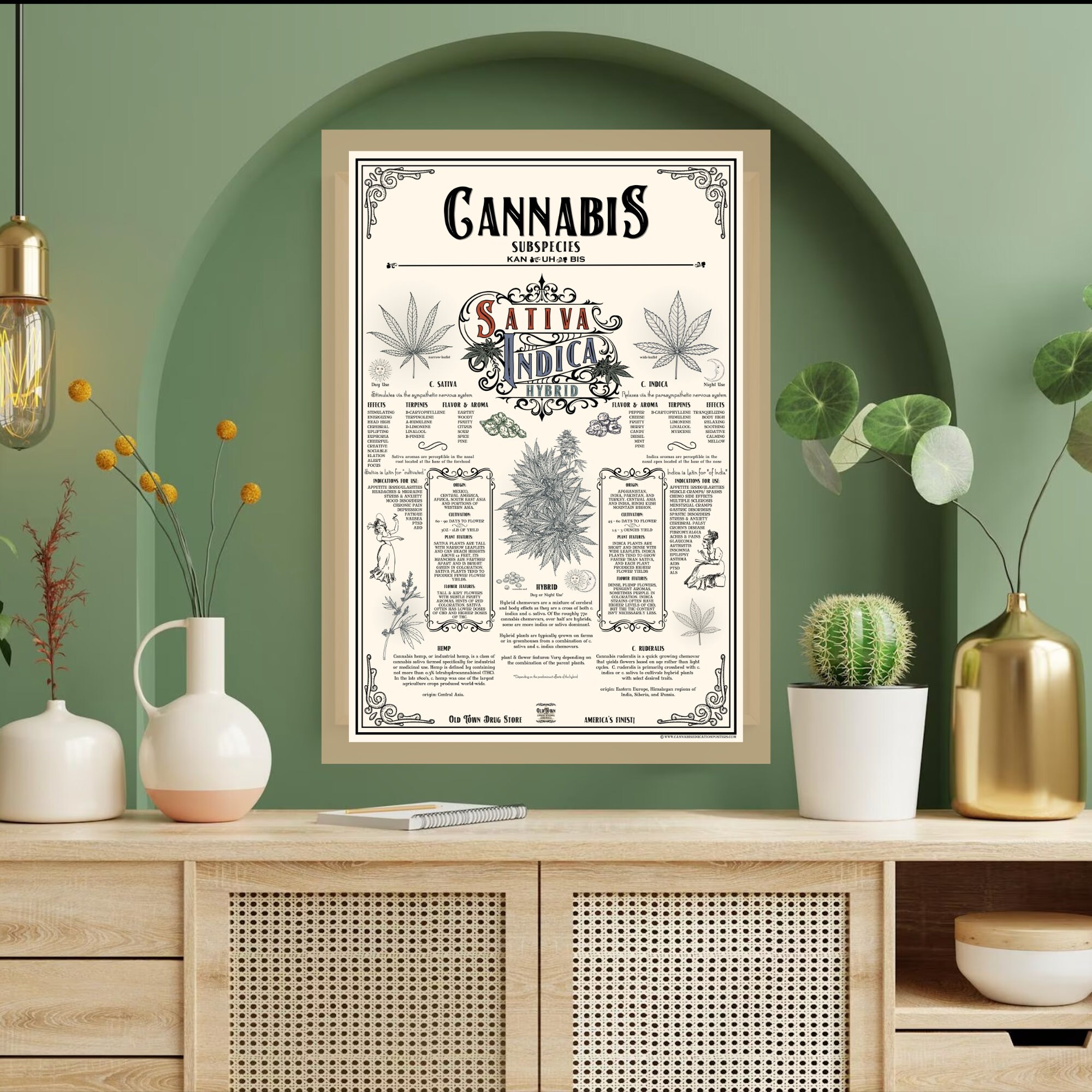 24 X 36 Inch 'cannabis Subspecies' Cannabis Types Cannabis Education ...