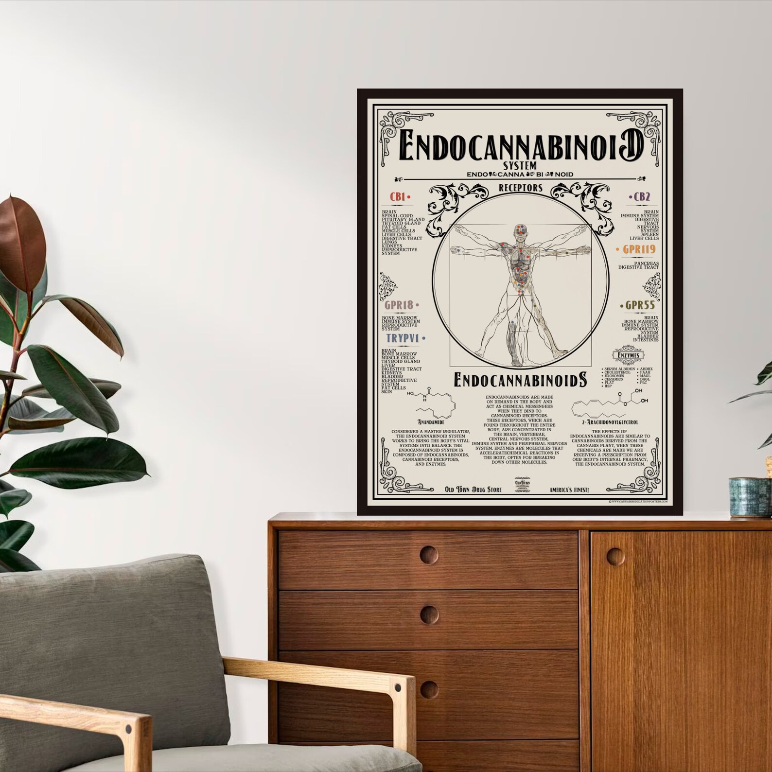9 X 12 Inch Cannabis Education 'endocannabinoid System' Poster - Etsy