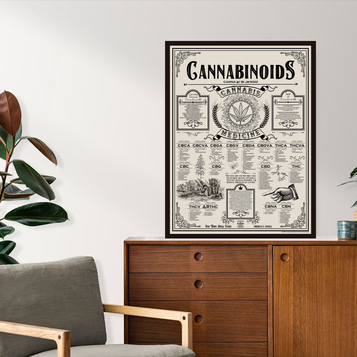18 X 24 Inch Cannabinoids Cannabis Education Poster - Etsy