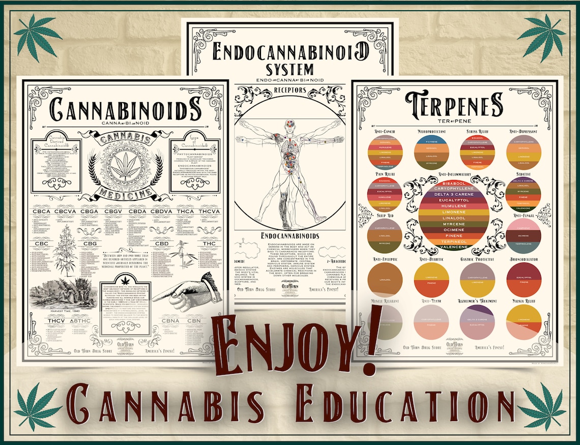 18 X 24 inch Terpenes Cannabis Education Poster | Etsy