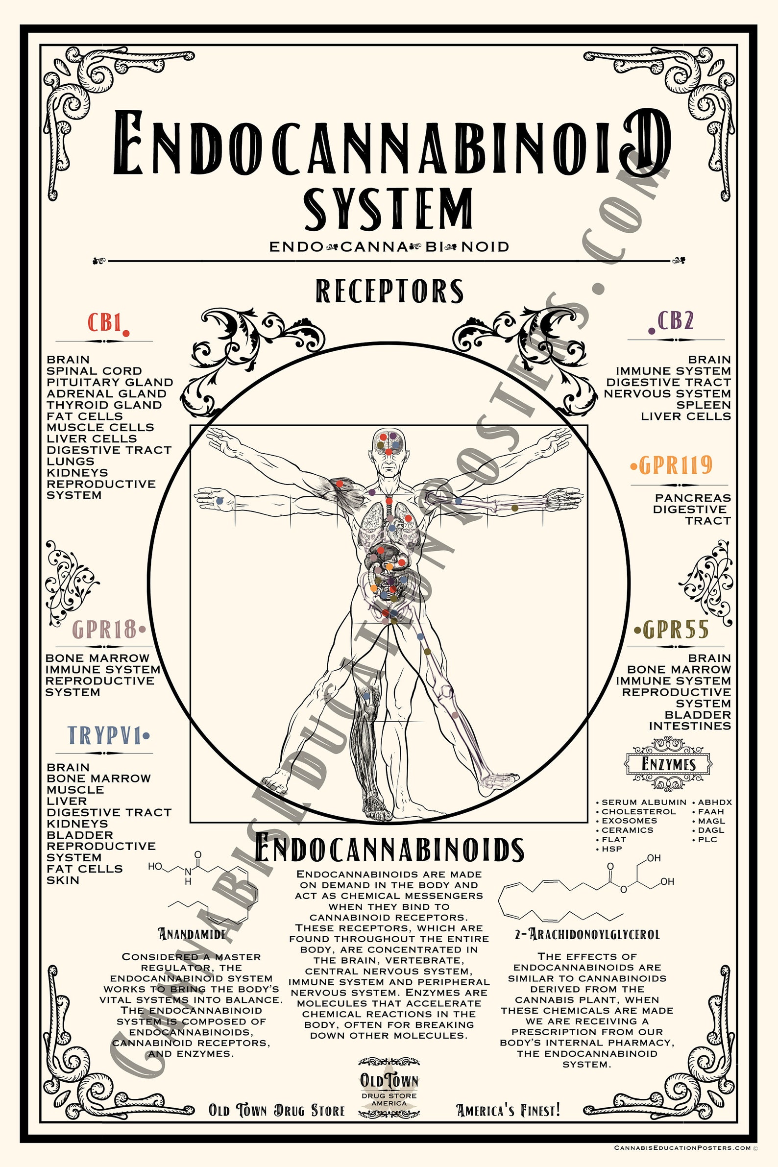 24 X 36 inch Endocannabinoid System Cannabis Education Poster | Etsy