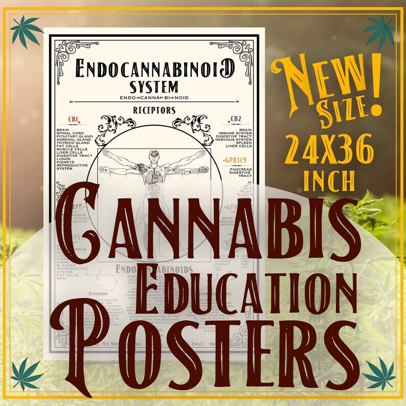 24 X 36 Inch Endocannabinoid System Cannabis Education Poster - Etsy