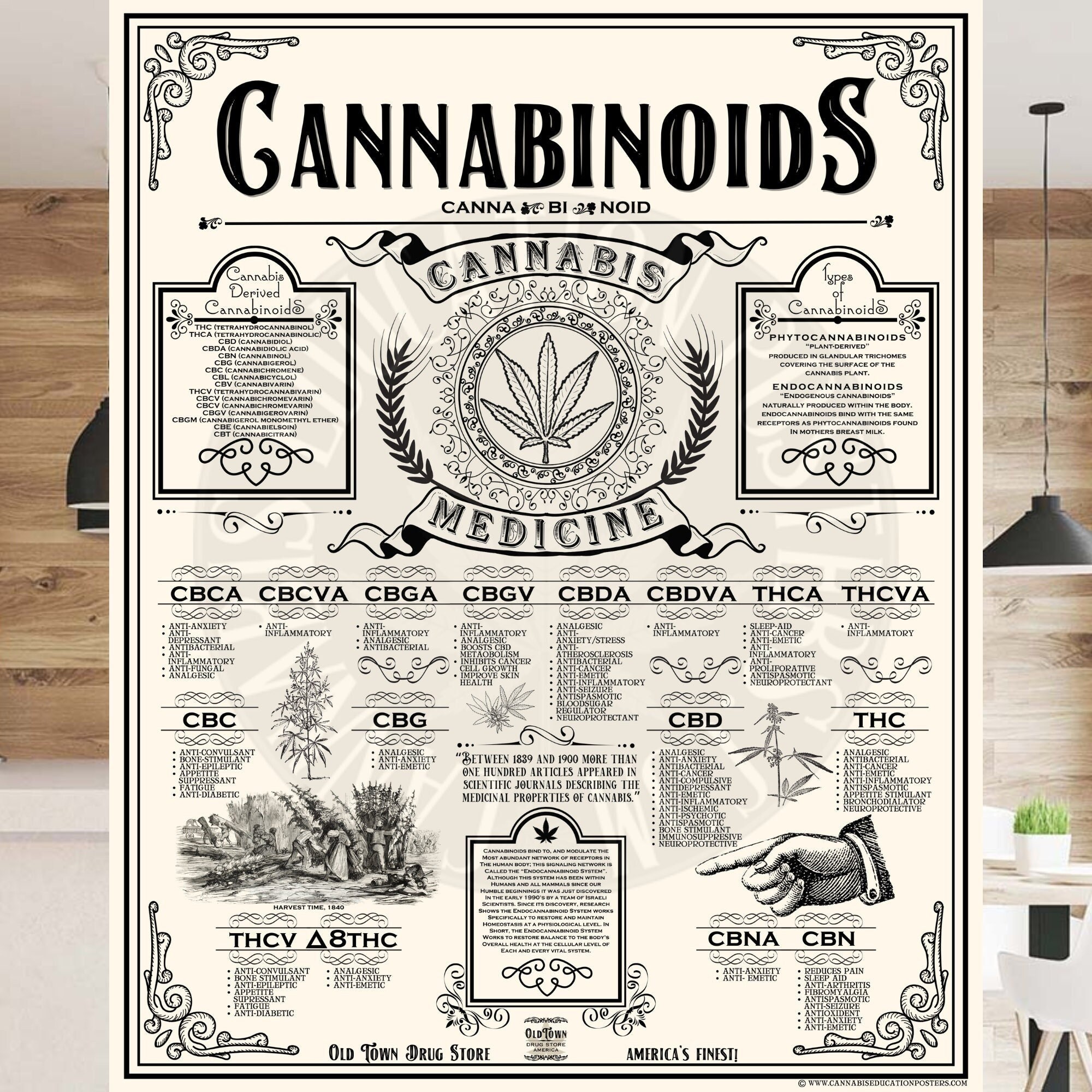48 X 60 Inch 'cannabinoids' Cannabis Education Poster - Etsy