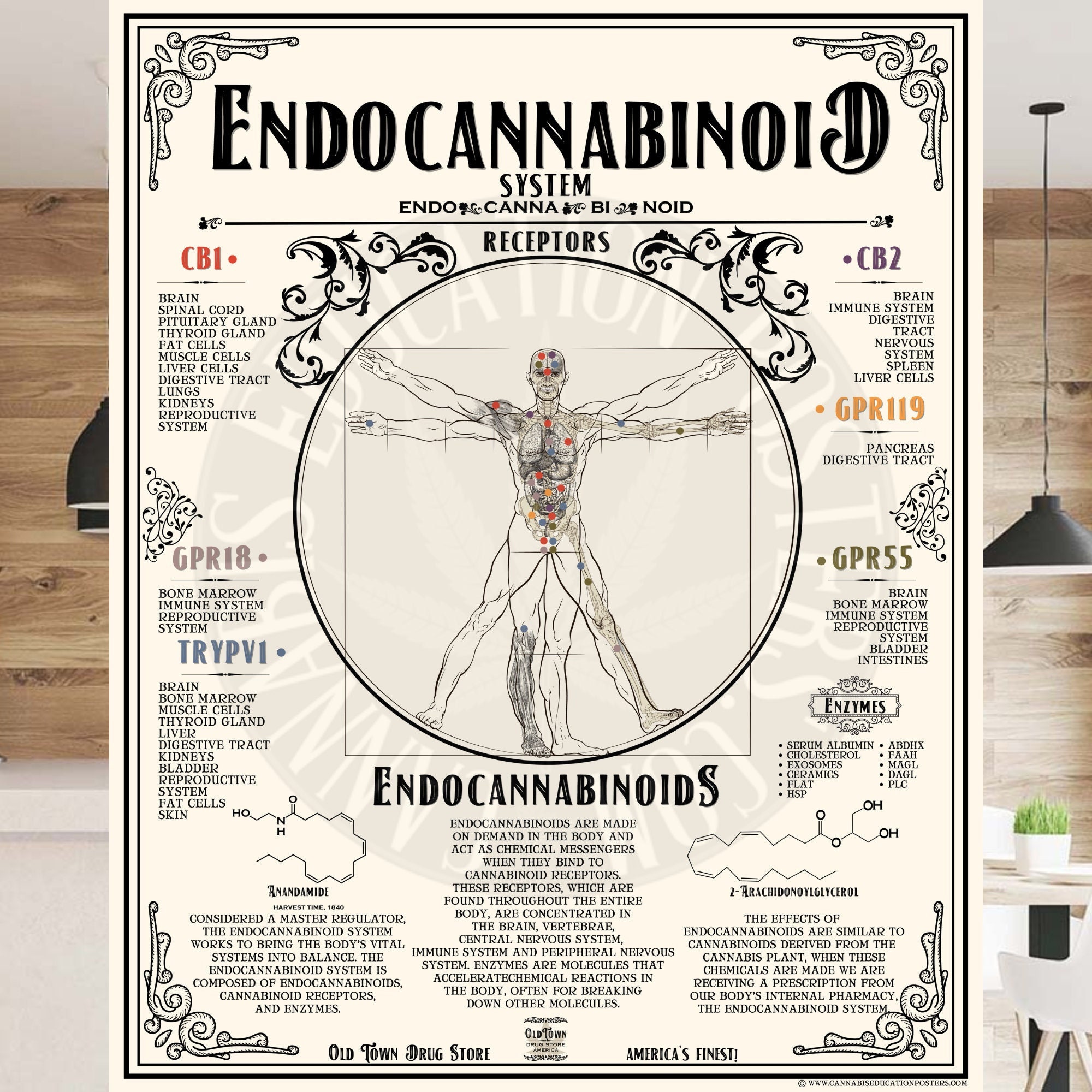 48 X 60 Inch 'endocannabinoid System' Cannabis Man Education Poster - Etsy