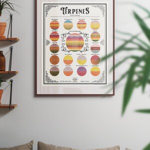 18 X 24 Inch Terpenes Cannabis Education Poster | Etsy
