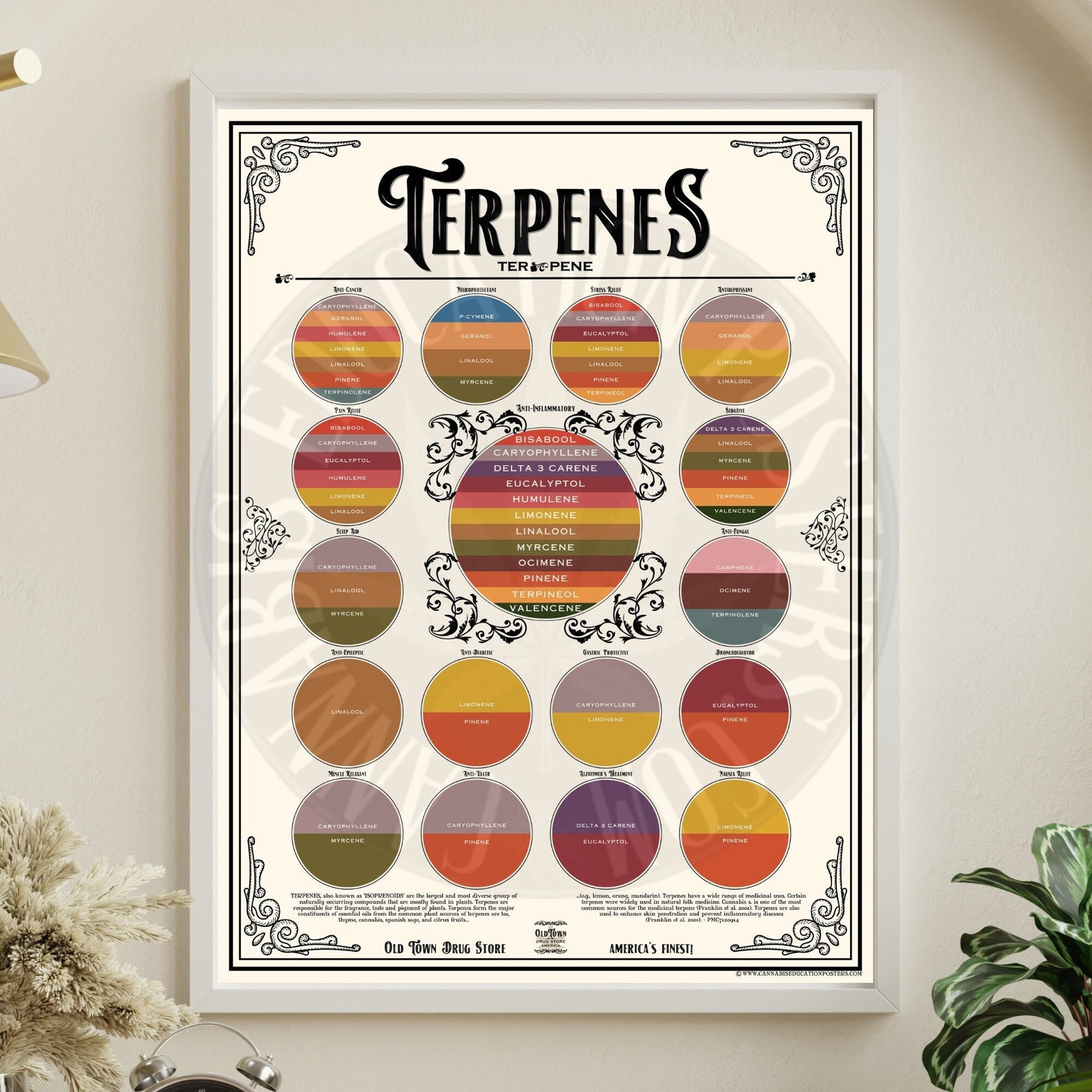 18 X 24 Inch Terpenes Cannabis Education Poster - Etsy