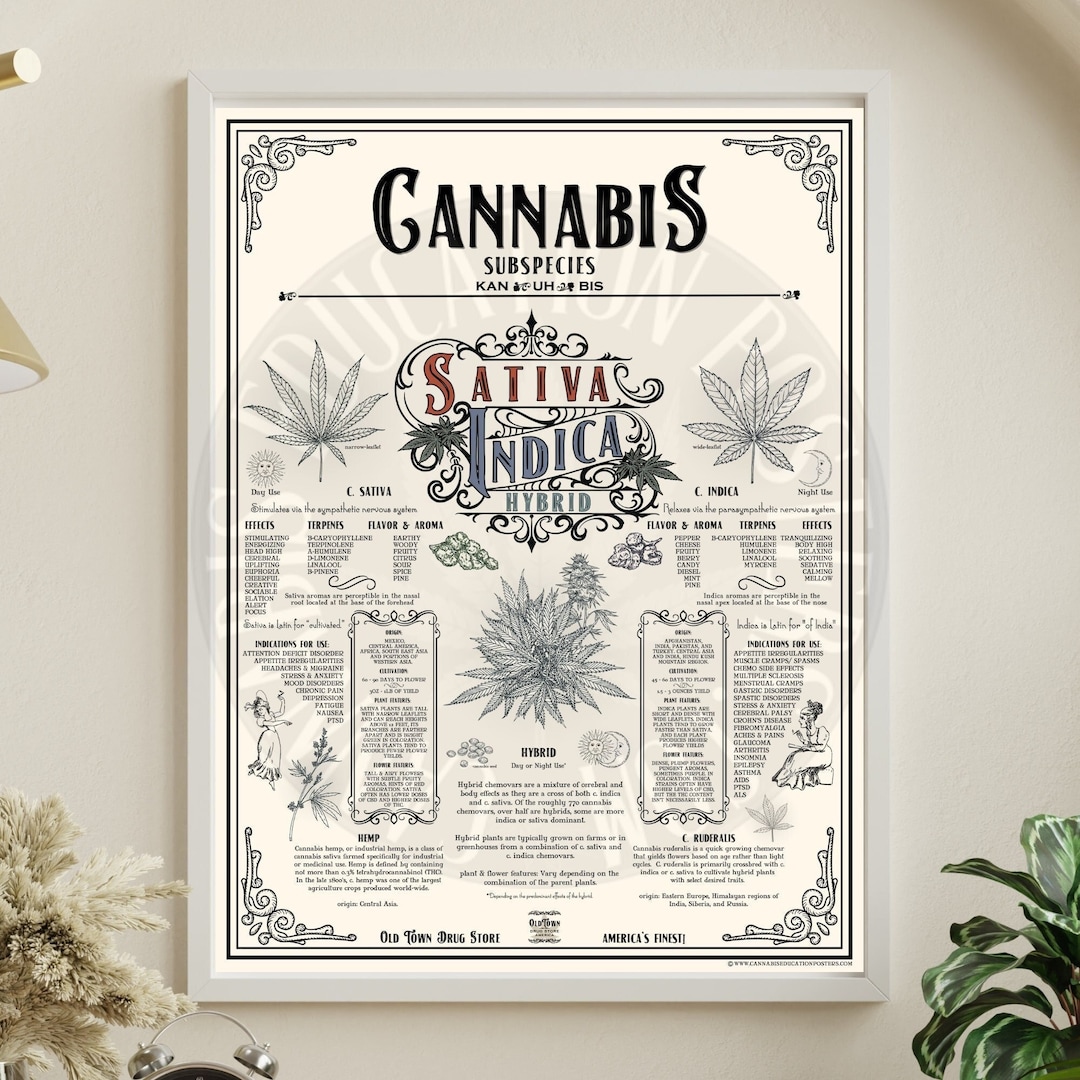 18 X 24 Inch Cannabis Education 'cannabis Subspecies' Cannabis Types ...