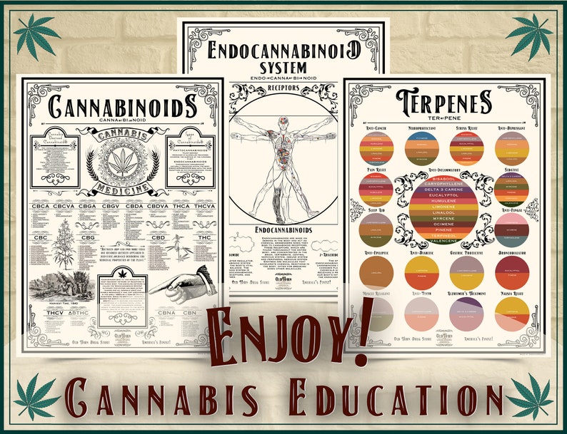 24 X 36 Inch Set of 3 Cannabis Education Posters - Etsy