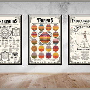 24 X 36 Inch Set of 3 Cannabis Education Posters - Etsy