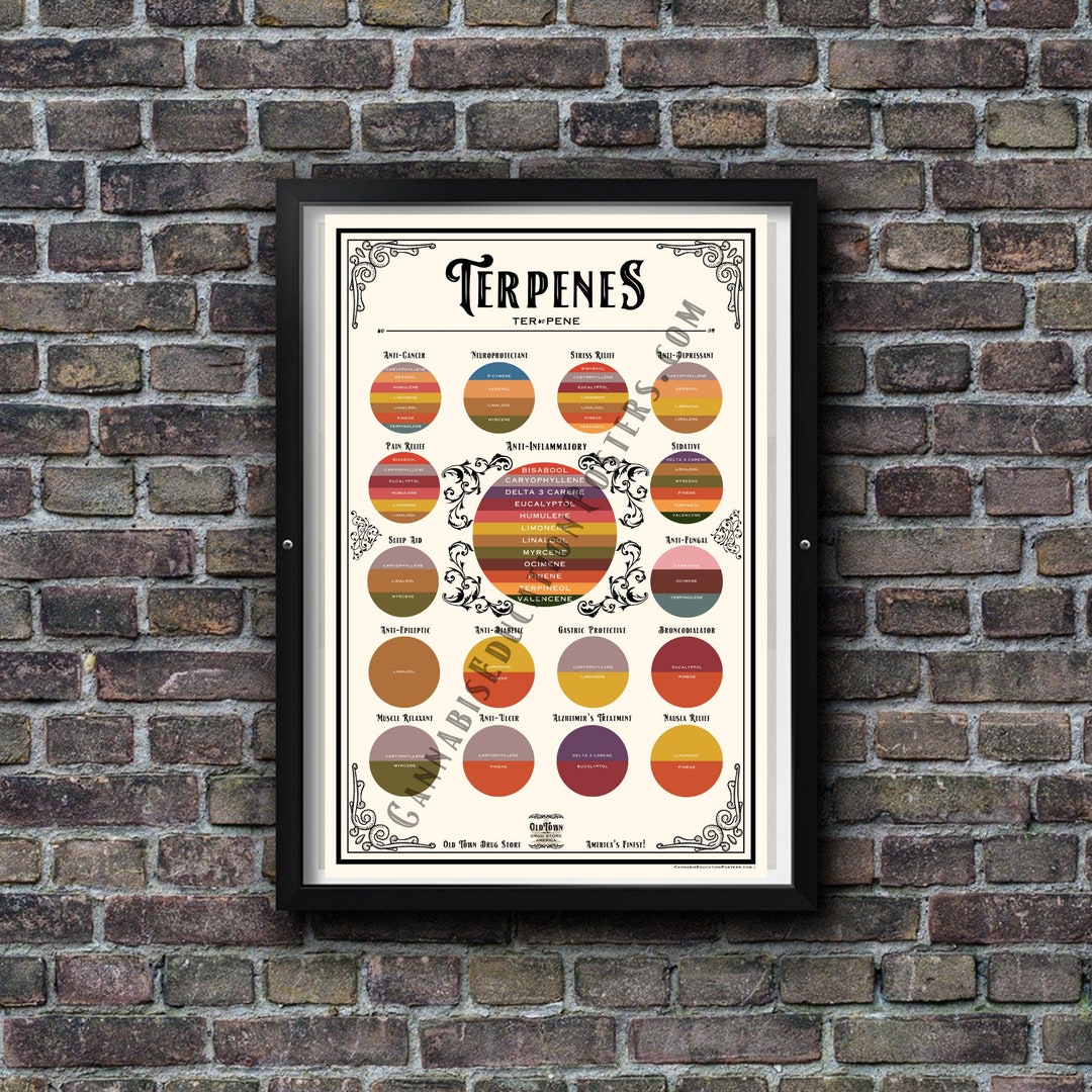 18 X 24 Inch Terpenes Cannabis Education Poster - Etsy