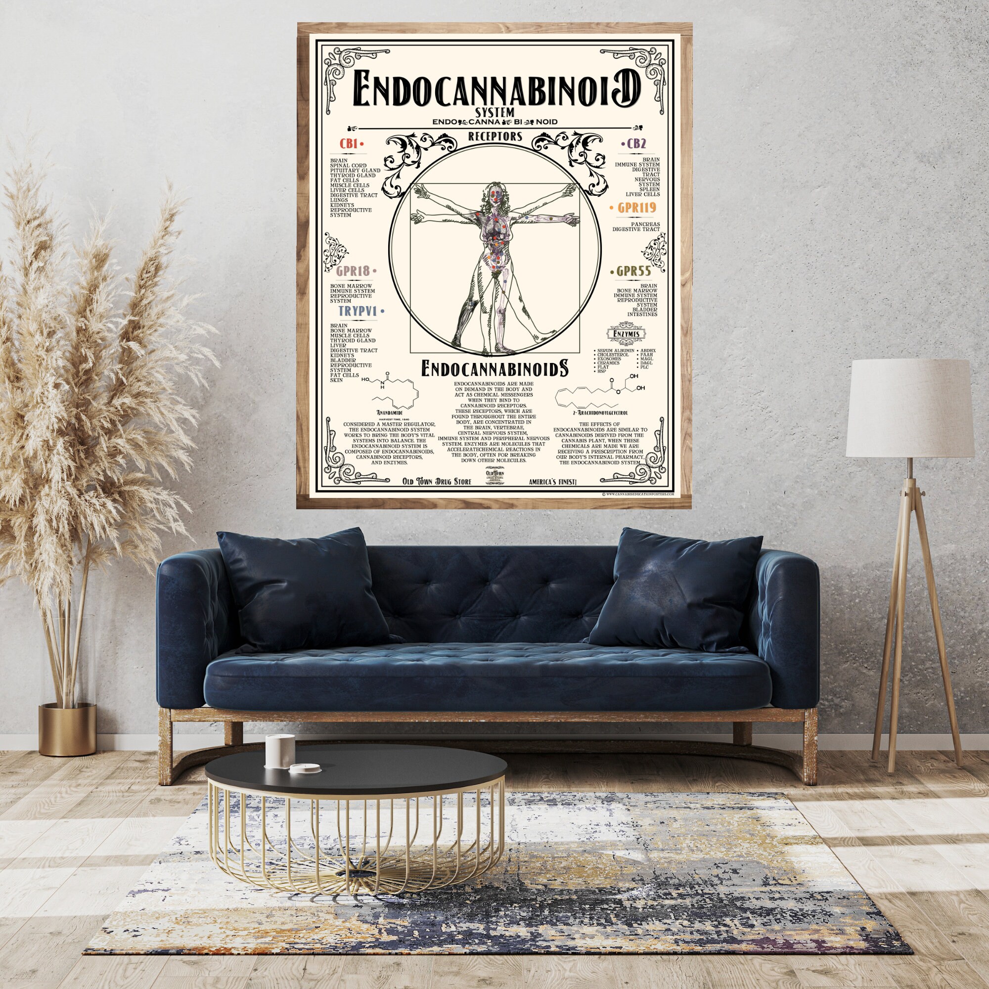 48 X 60 Inch Endocannabinoid System Cannabis Woman Cannabis Education ...
