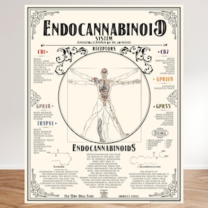 24 X 36 Inch Endocannabinoid System Cannabis Man Cannabis Education ...
