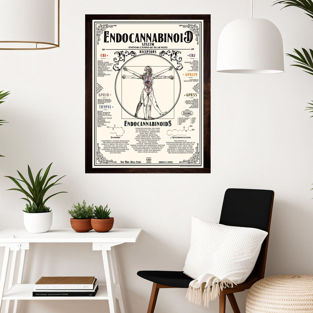 18 X 24 Inch Endocannabinoid System Cannabis Woman Cannabis Education ...