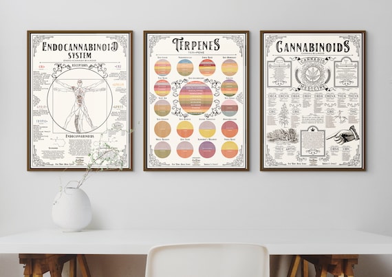 18 X 24 Inch Set of 3 Cannabis Education Posters | Etsy