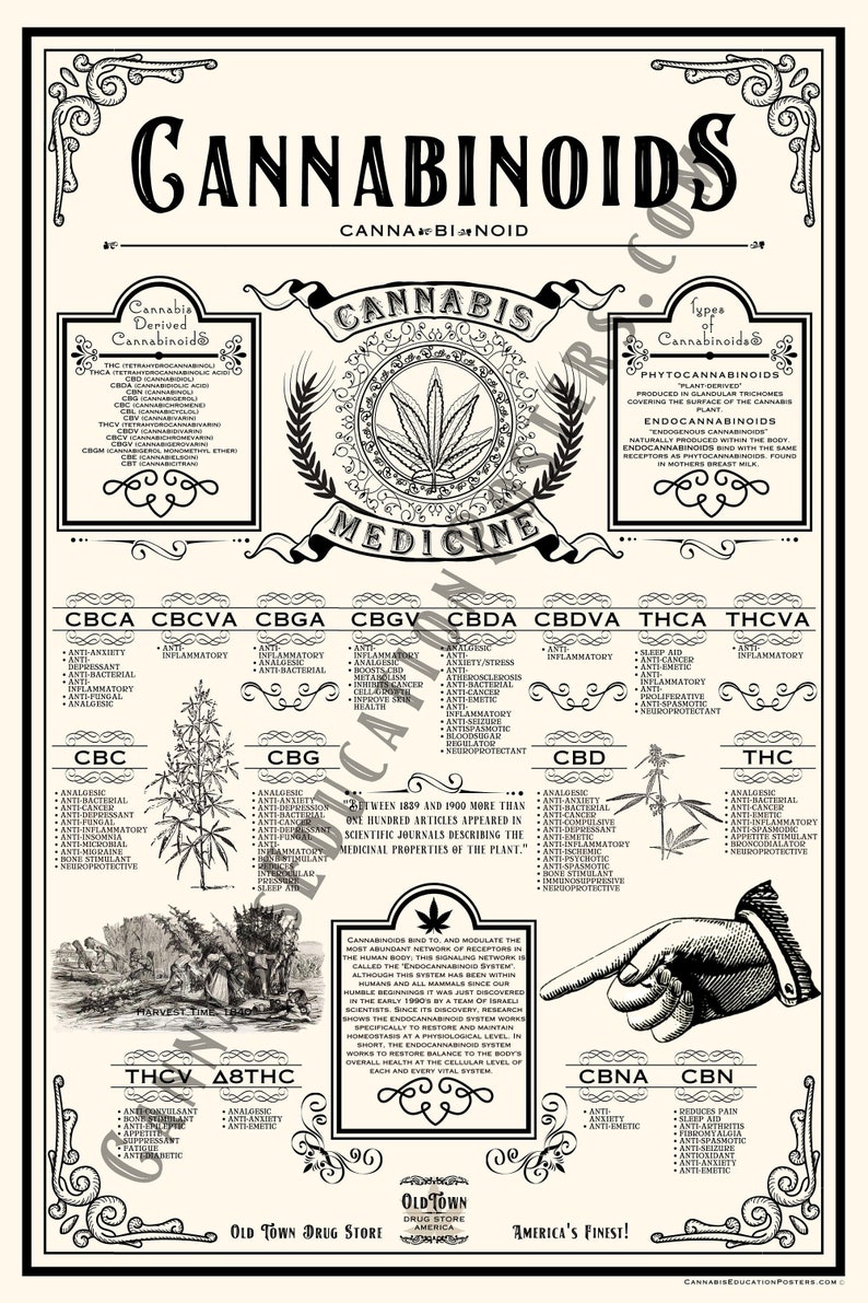 18 X 24 Inch Cannabinoids Cannabis Education Poster - Etsy Canada