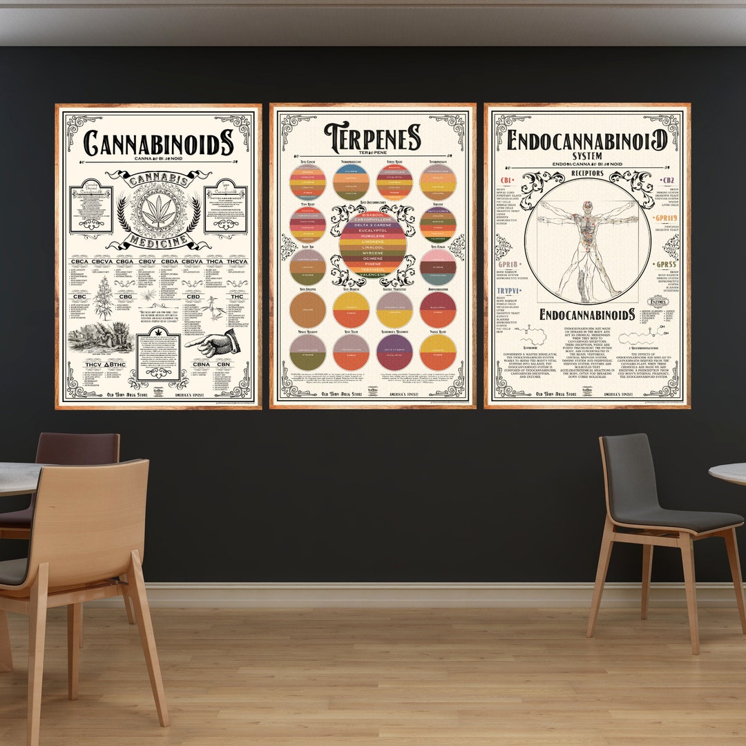 24 X 36 Inch Set of 3 Cannabis Education Posters Cannabinoids Terpenes ...