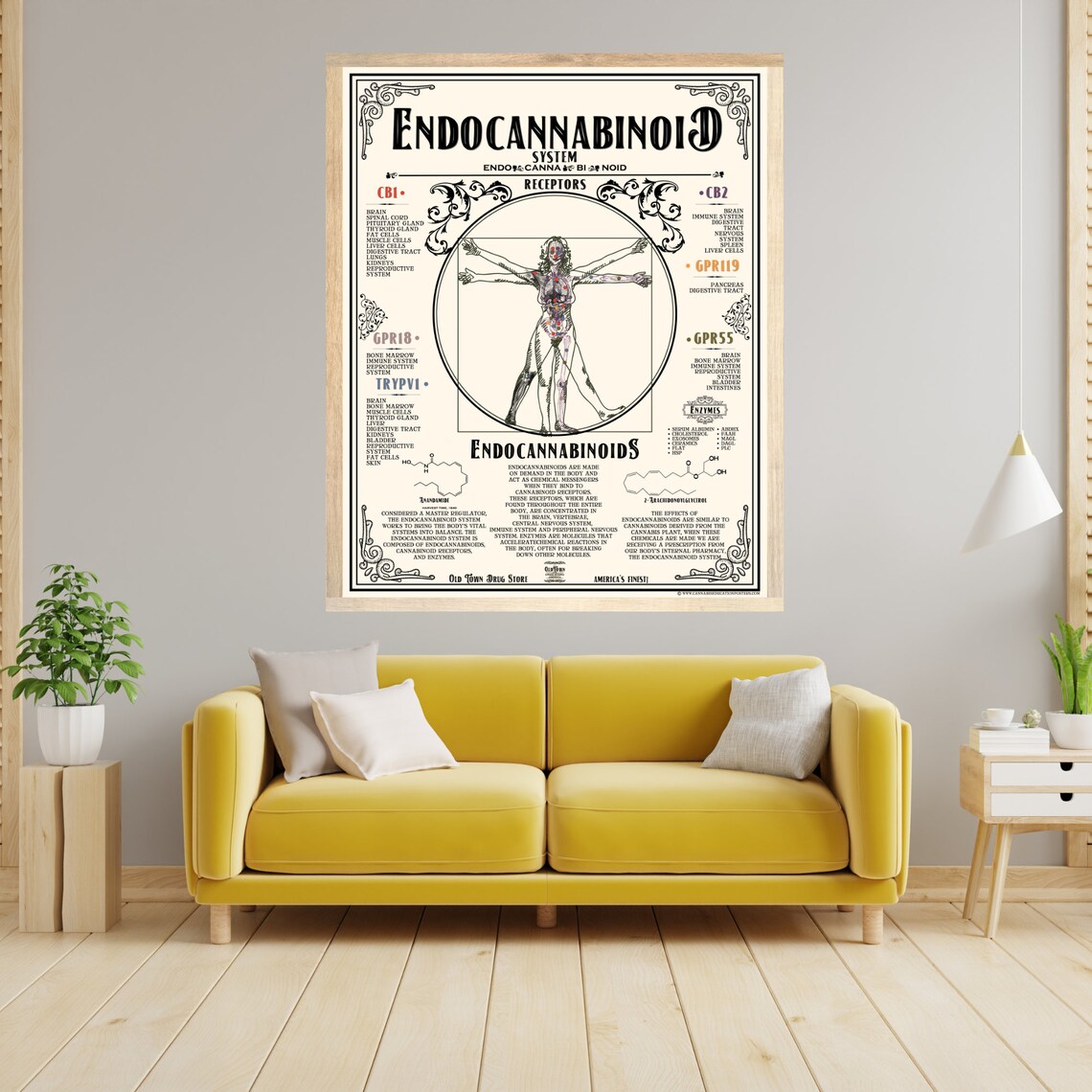 48 X 60 Inch Endocannabinoid System Cannabis Woman Cannabis Education ...