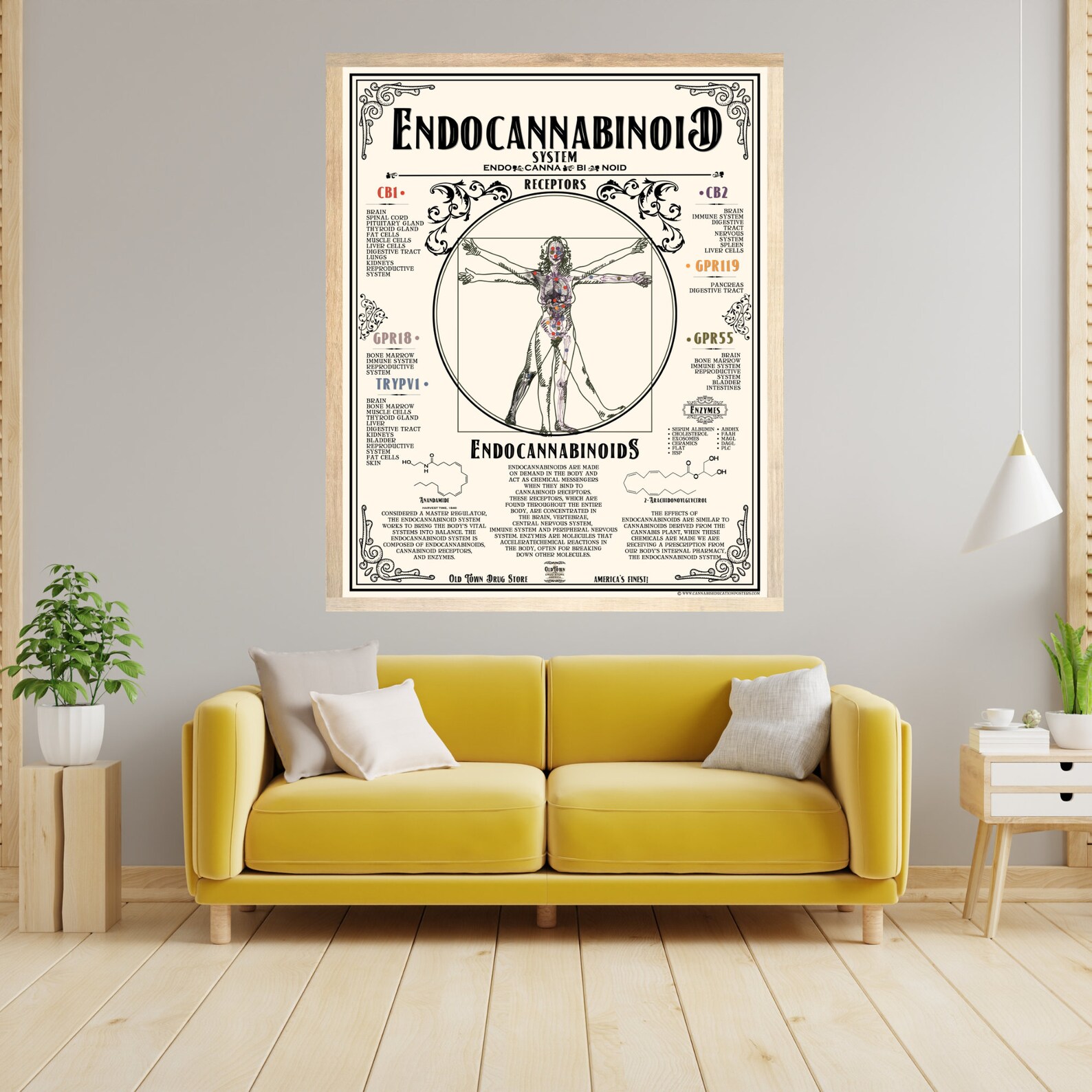 48 X 60 Inch Endocannabinoid System Cannabis Woman Cannabis Education ...