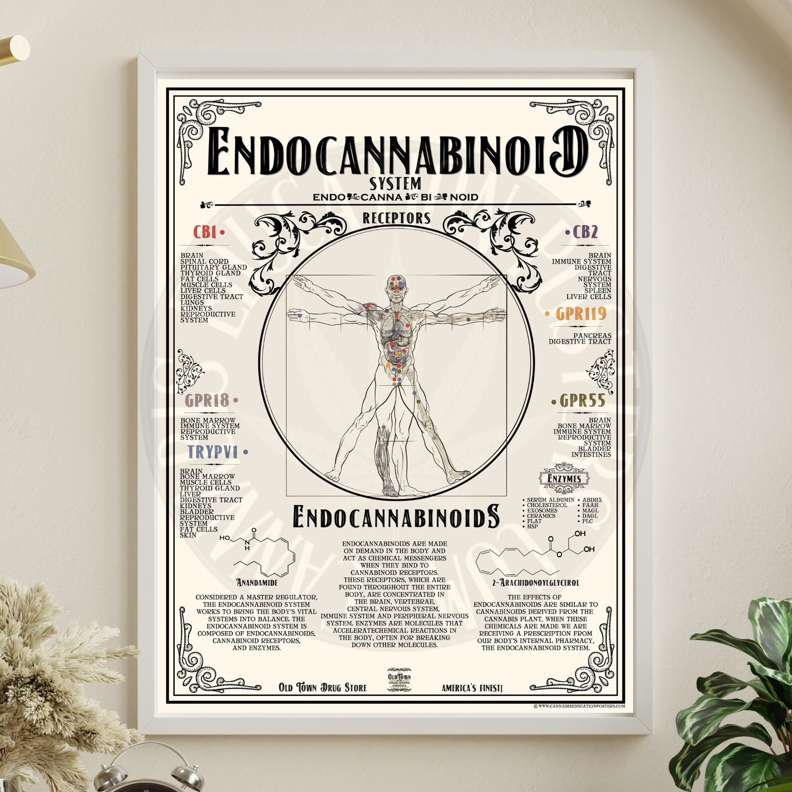 9 X 12 Inch Cannabis Education 'endocannabinoid System' Poster - Etsy