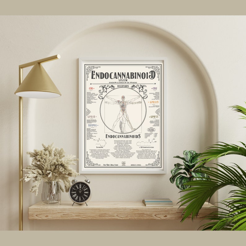 9 X 12 Inch Cannabis Education 'endocannabinoid System' Poster - Etsy