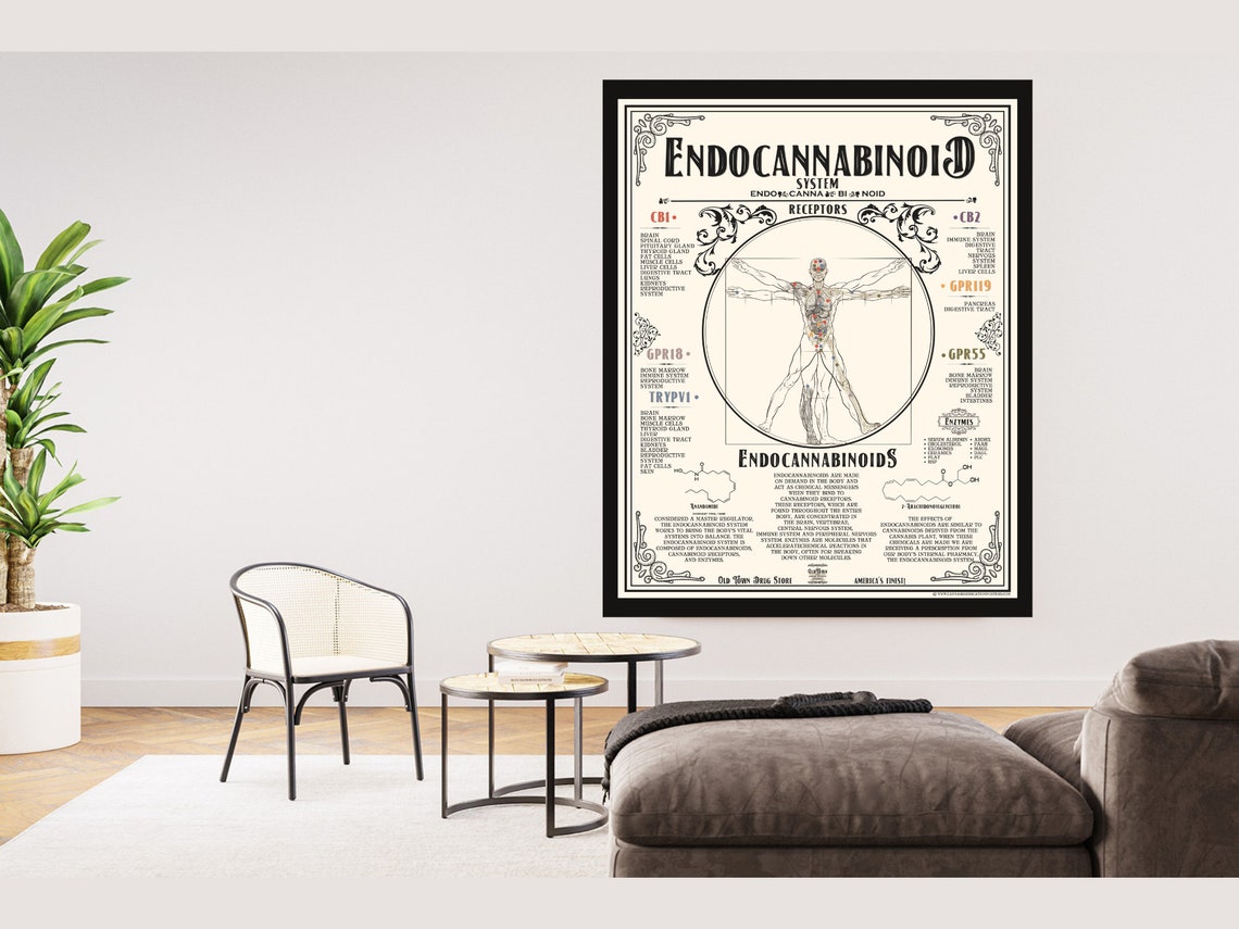 48 X 60 Inch Endocannabinoid System Cannabis Man Cannabis Education ...