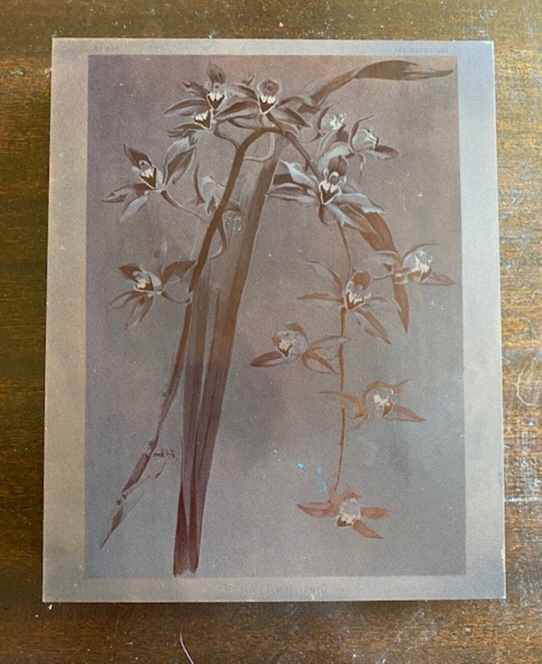 Vintage "orchids" Copper Printing Plate With Wood Block 1952 - Etsy