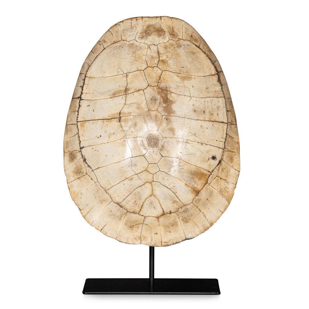 Antique 19th Century Victorian blonde Turtle Shell - Etsy